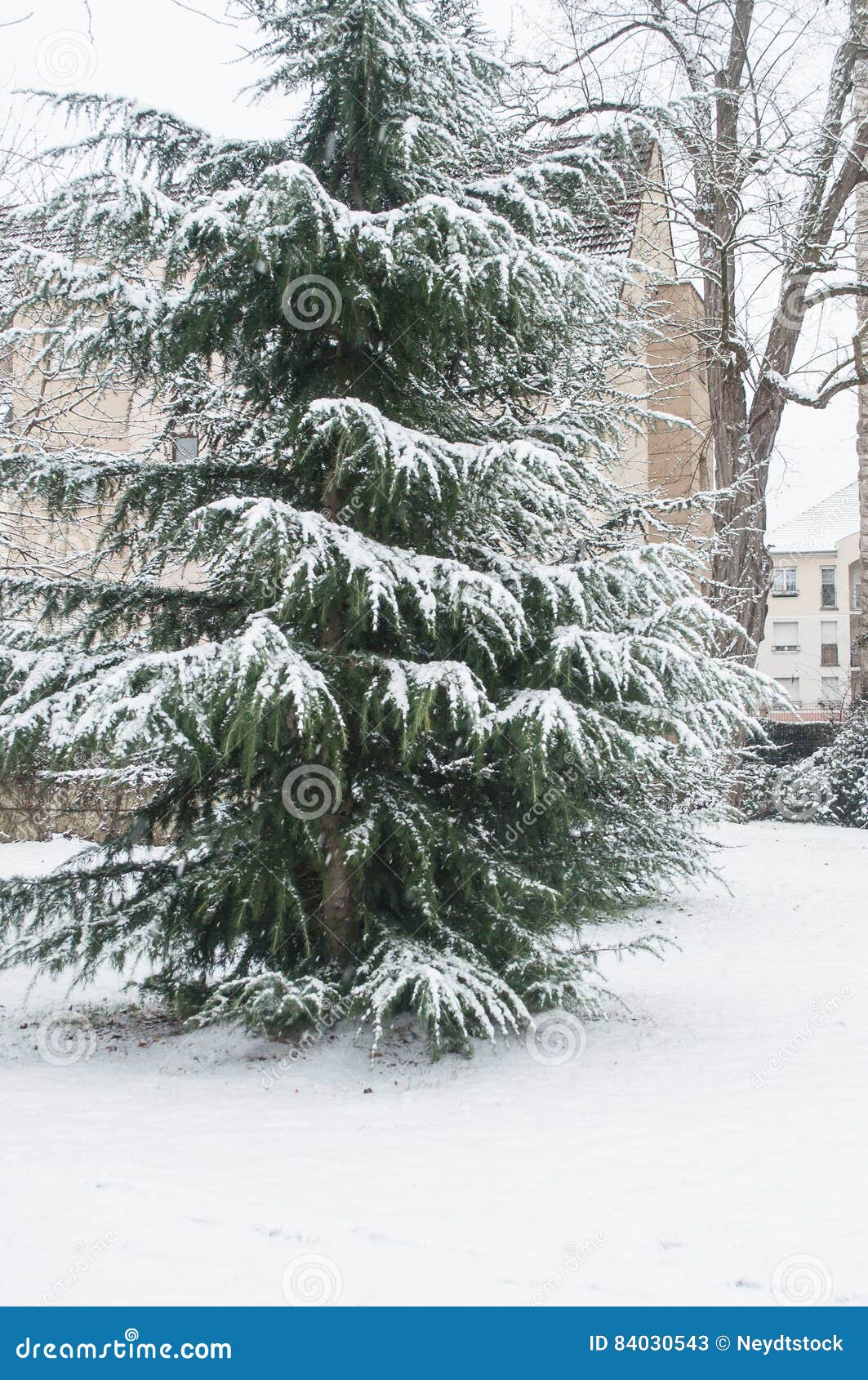 Snowy Cedar Tree in Urban Park Stock Image - Image of leaf, nature ...