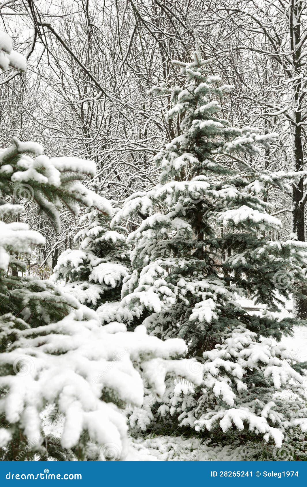 Snowy Christmas Tree in Forest Stock Image - Image of december, calm ...