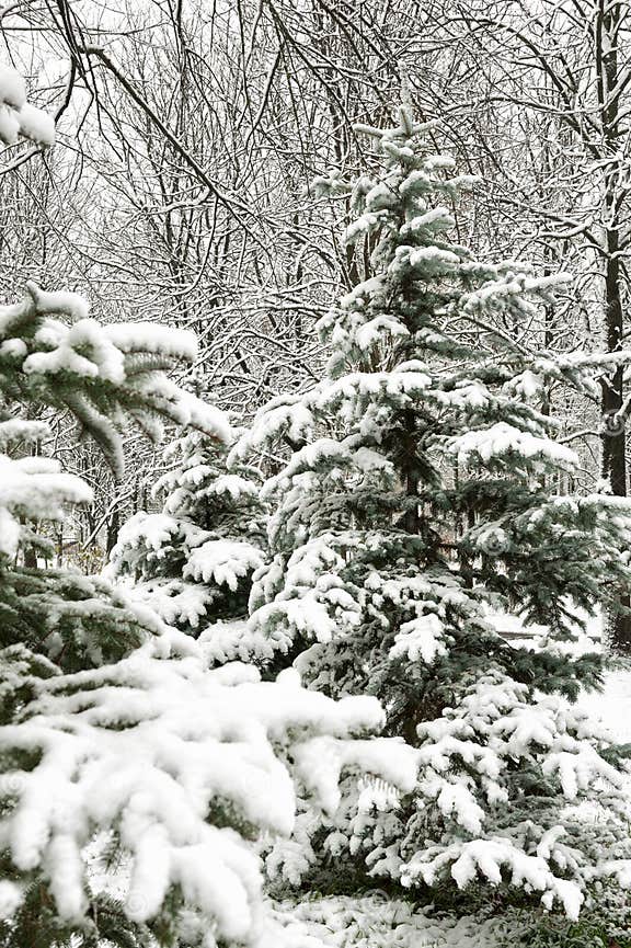 Snowy Christmas Tree in Forest Stock Image - Image of december, calm ...