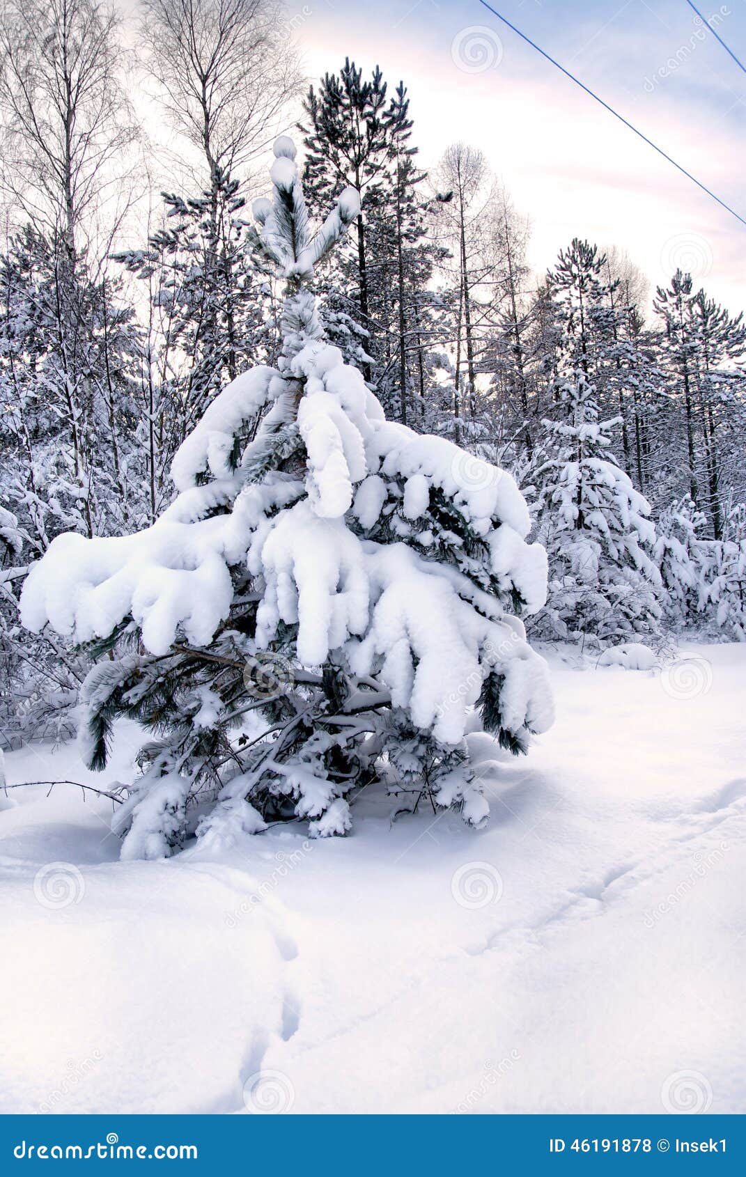 Snowy christmas tree stock photo. Image of landscape - 46191878