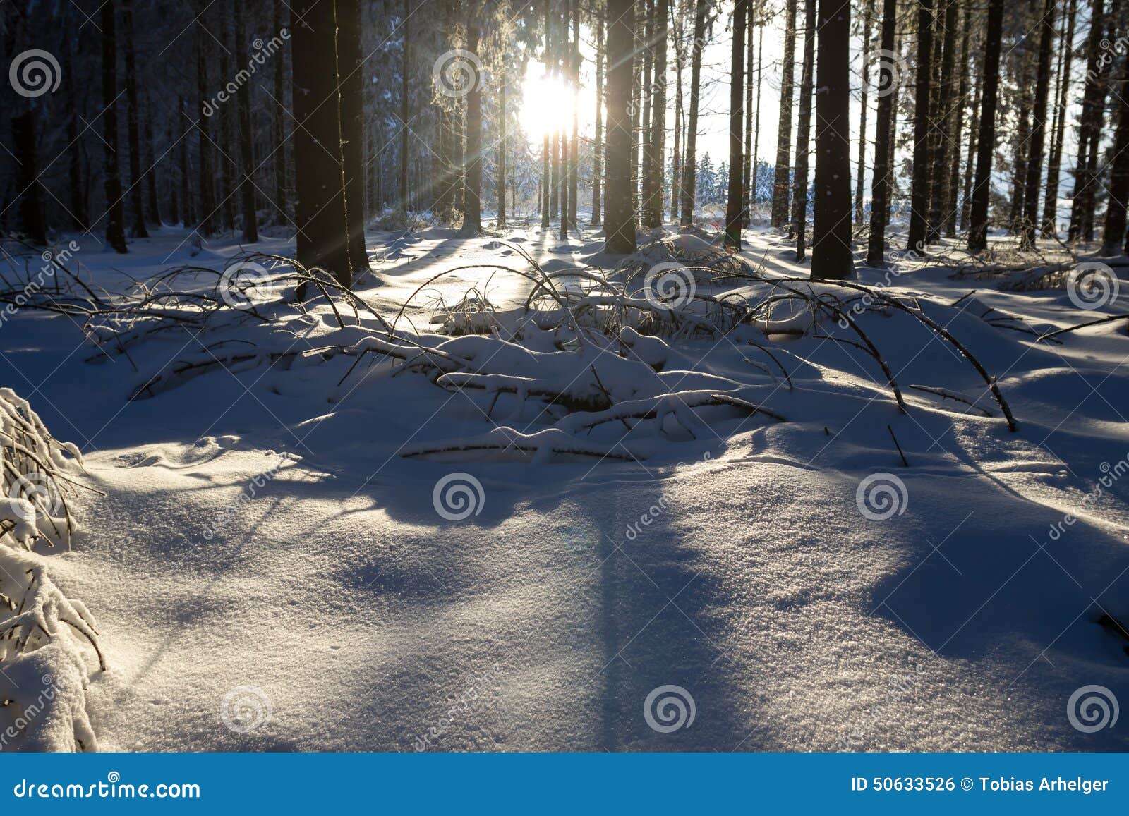Snowy and Cold Sunny Winter Forest Stock Photo - Image of relaxation ...