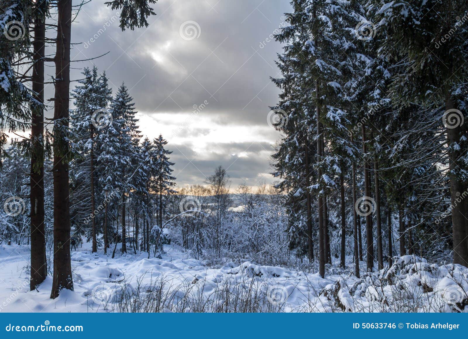 Snowy and Cold Winter Forest Stock Photo - Image of mountains ...