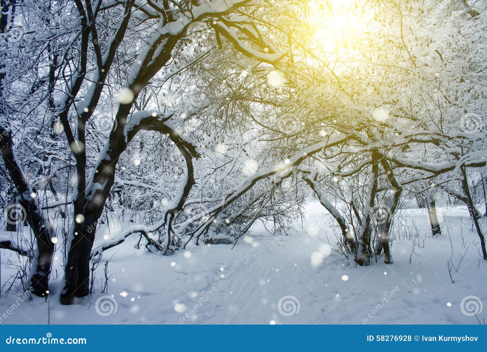 Snowy cold winter forest stock photo. Image of winter - 58276928