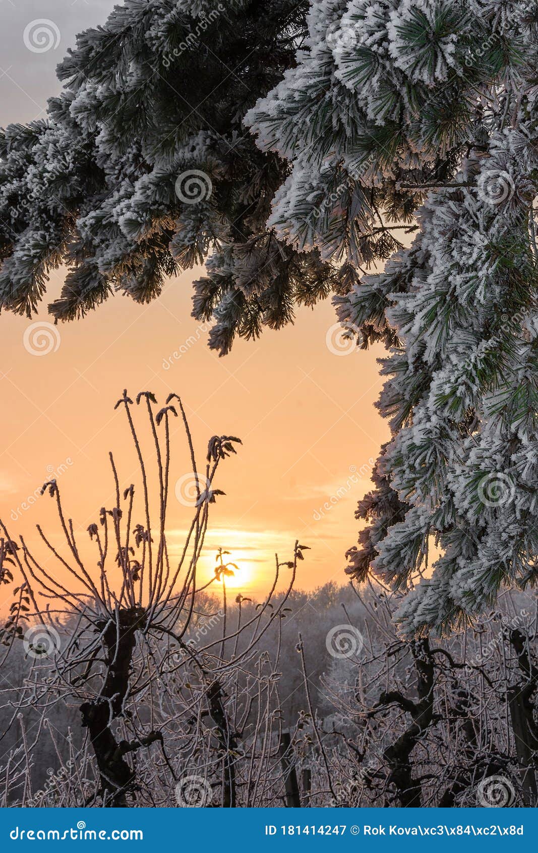 Snowy Cold Winter Sunset, Sunrise Stock Image - Image of winter ...