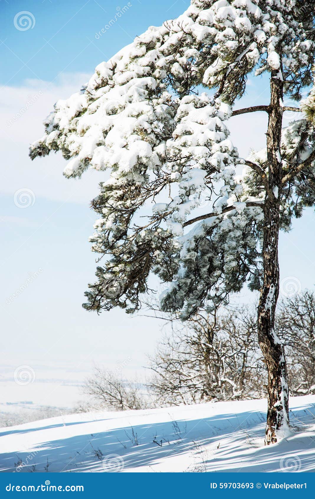 Snowy conifer tree stock image. Image of lighting, scene - 59703693