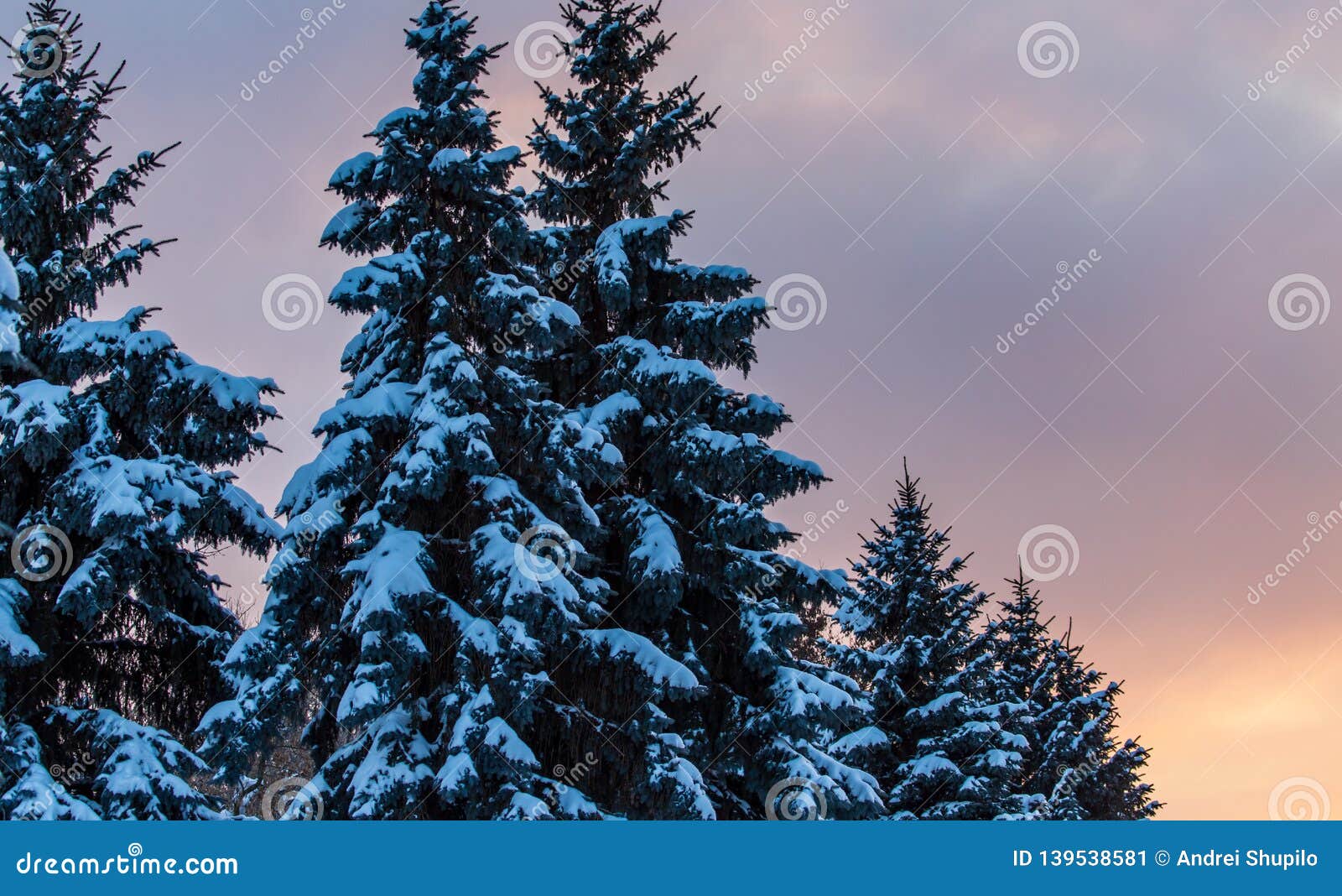Snowy Conifer in the Winter at Dawn Stock Image - Image of sunset ...
