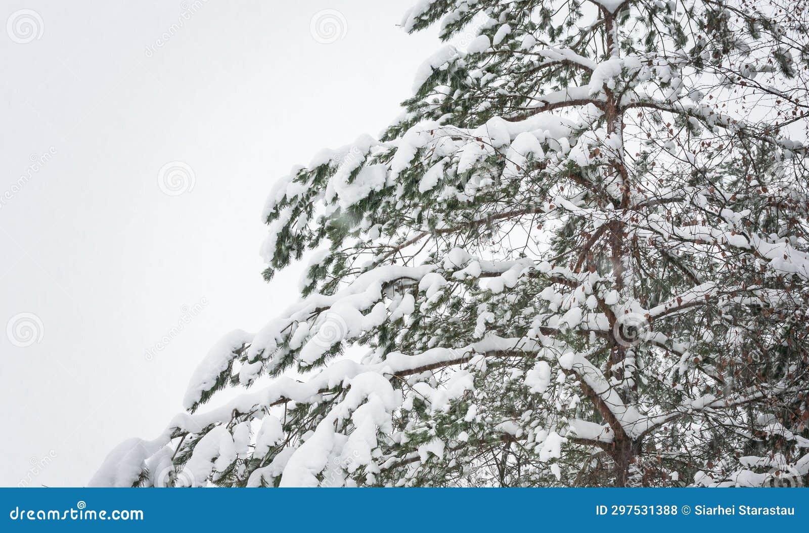 Snowy Coniferous Dense Forest Stock Photo - Image of landscape, park ...
