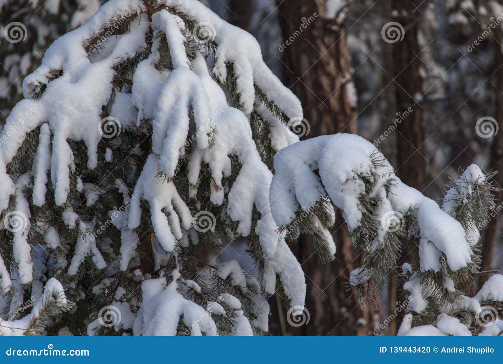 Snowy Coniferous Tree in the Forest in Winter Stock Photo - Image of ...