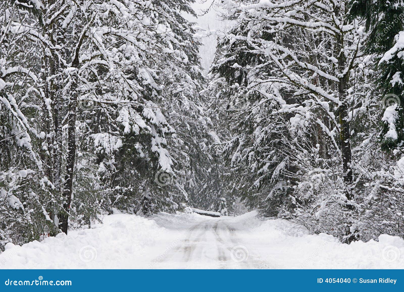 Snowy country road stock photo. Image of evergreen, december - 4054040