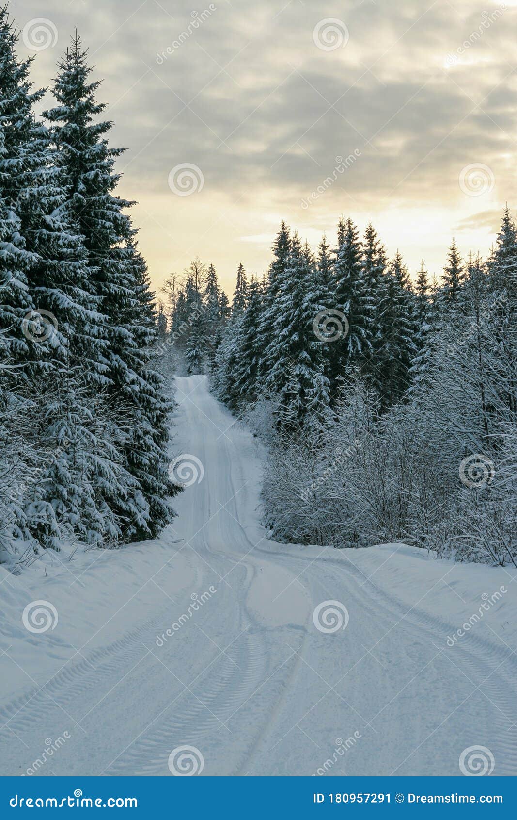 Snowy Country Road in a Forest Stock Image - Image of park, geological ...