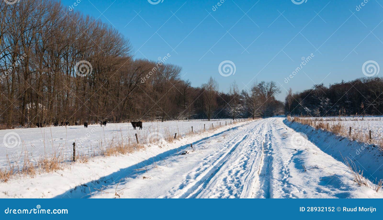 Snowy Country Road between the Meadows Stock Photo - Image of road ...