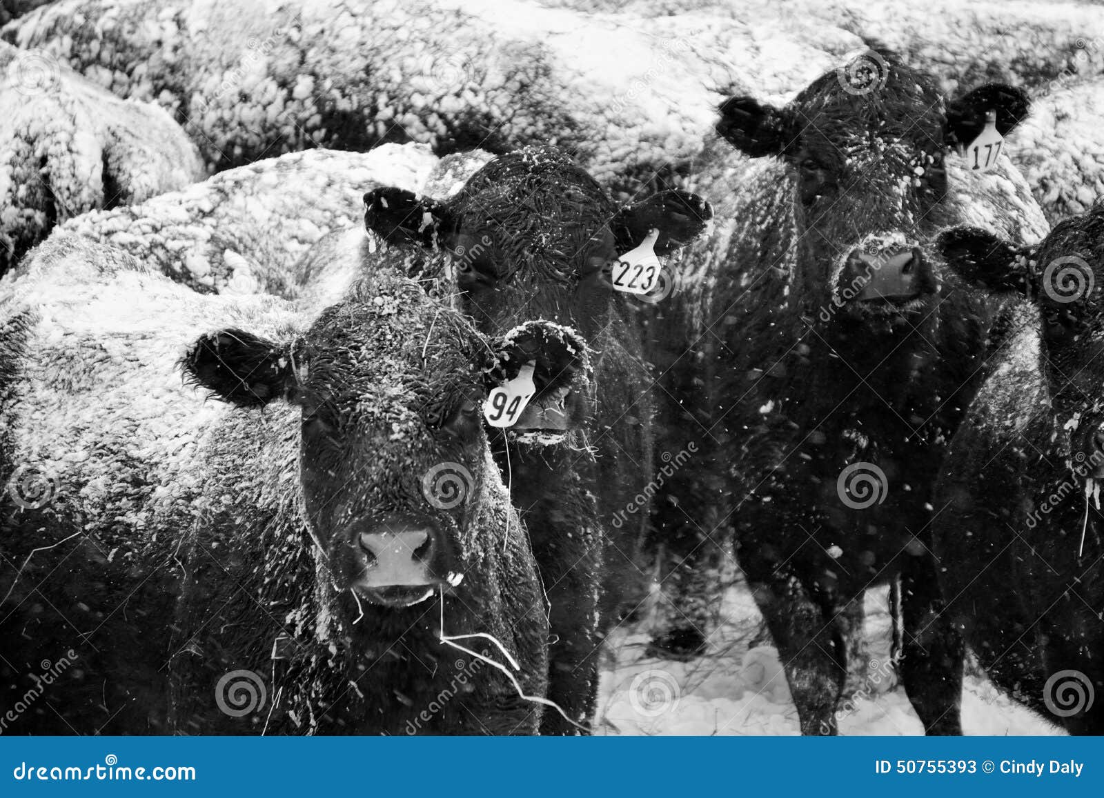 Snowy Cows in Black and White. Stock Image - Image of ranch, feeding ...