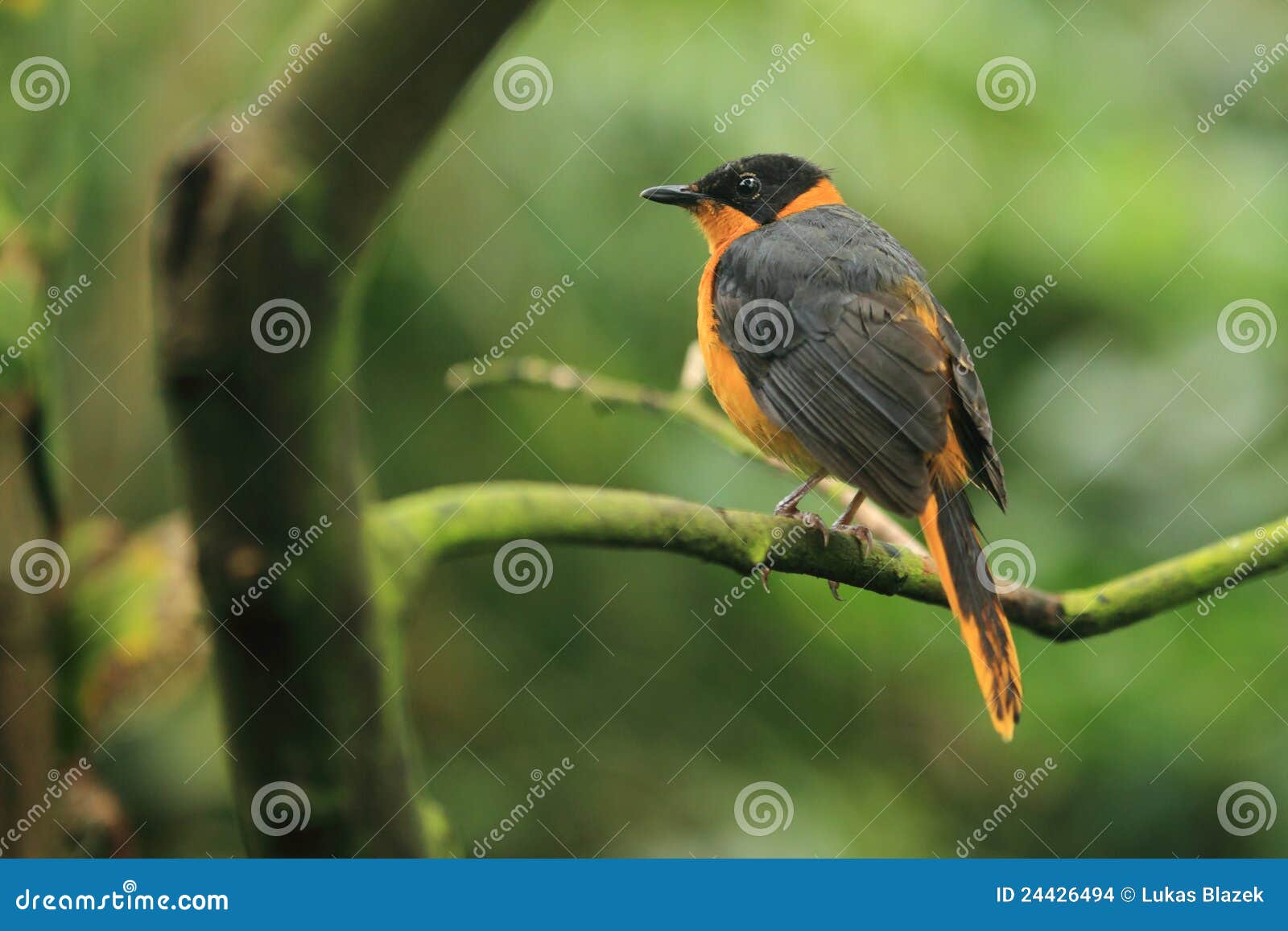 Snowy-crowned robin chat stock photo. Image of chat, animal - 24426494