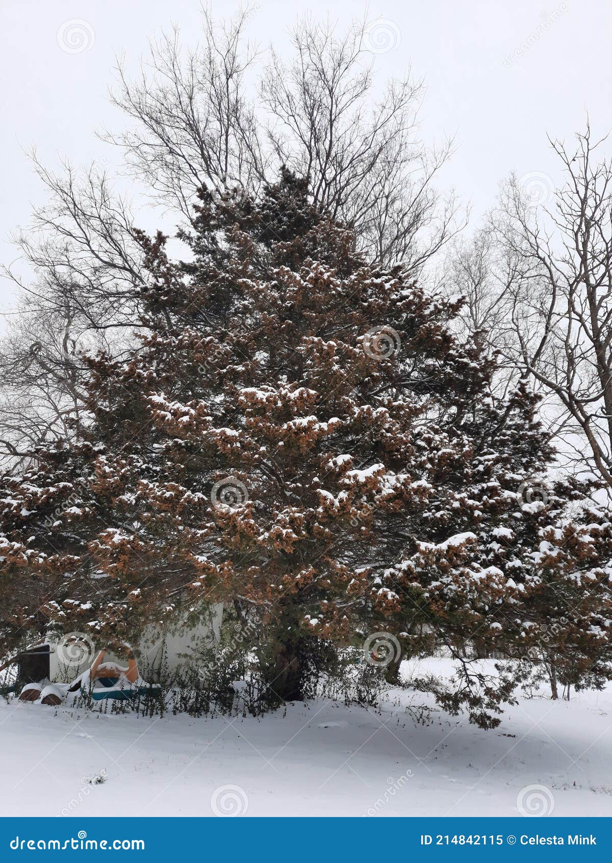 Snowy day outside stock image. Image of snow, flower - 214842115