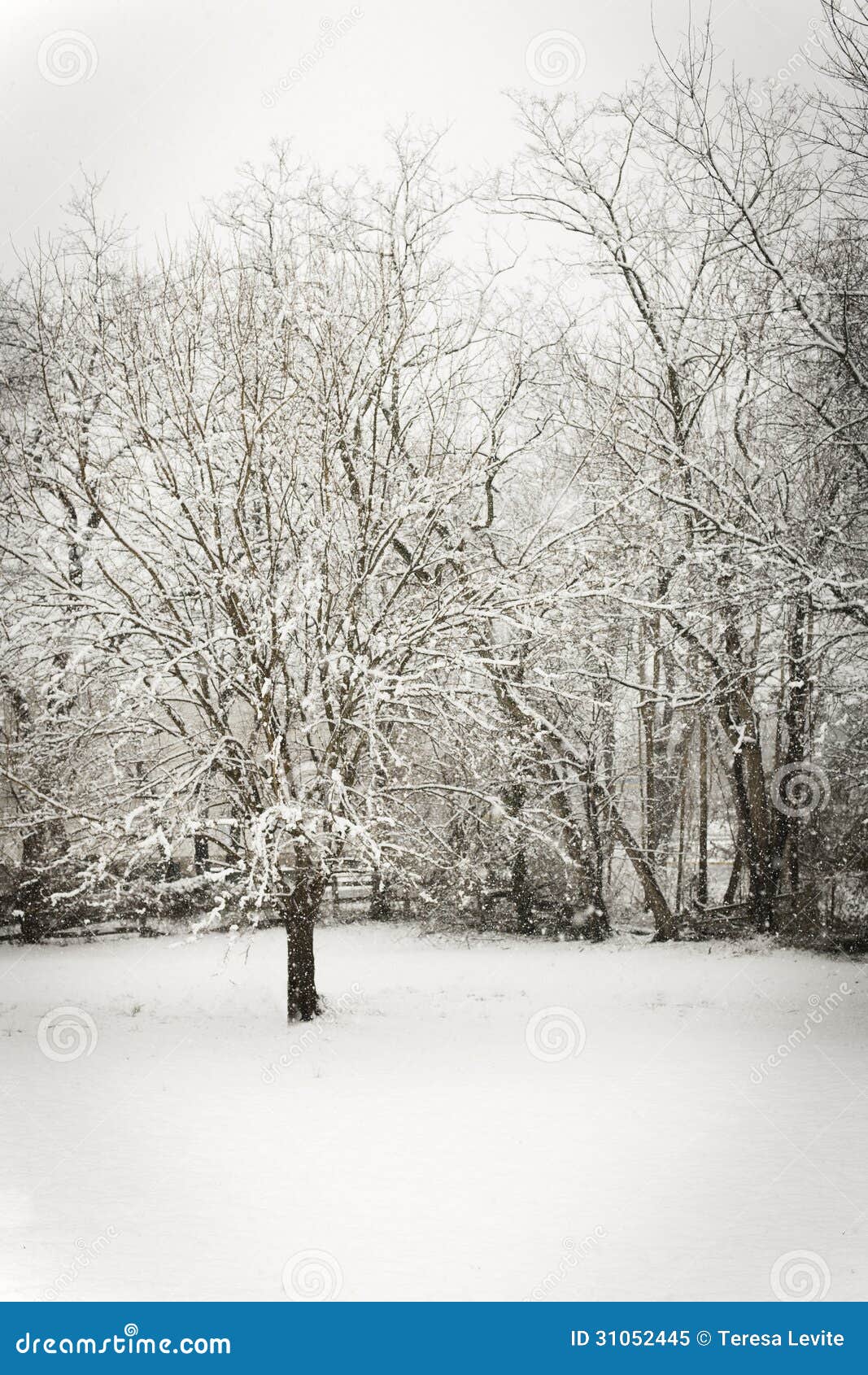 Snowy Day stock image. Image of winter, cool, seasonal - 31052445