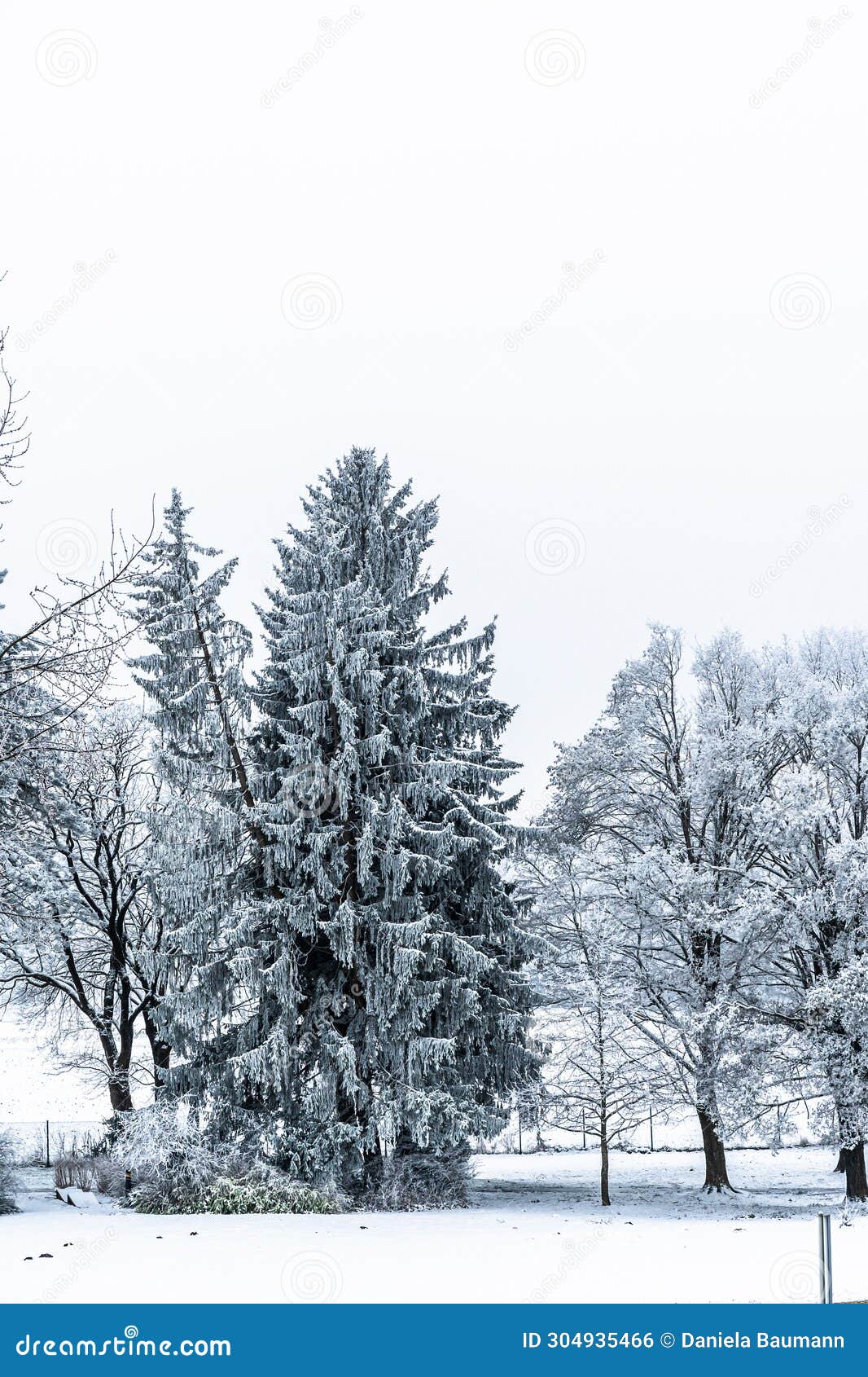 Snowy Deciduous Trees and Conifers in Winter Stock Photo - Image of ...