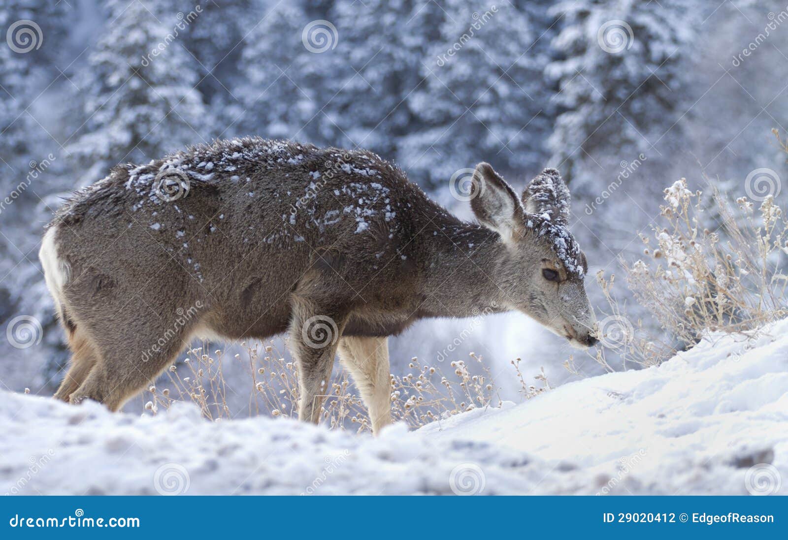 Snowy Deer stock photo. Image of selective, wildlife - 29020412