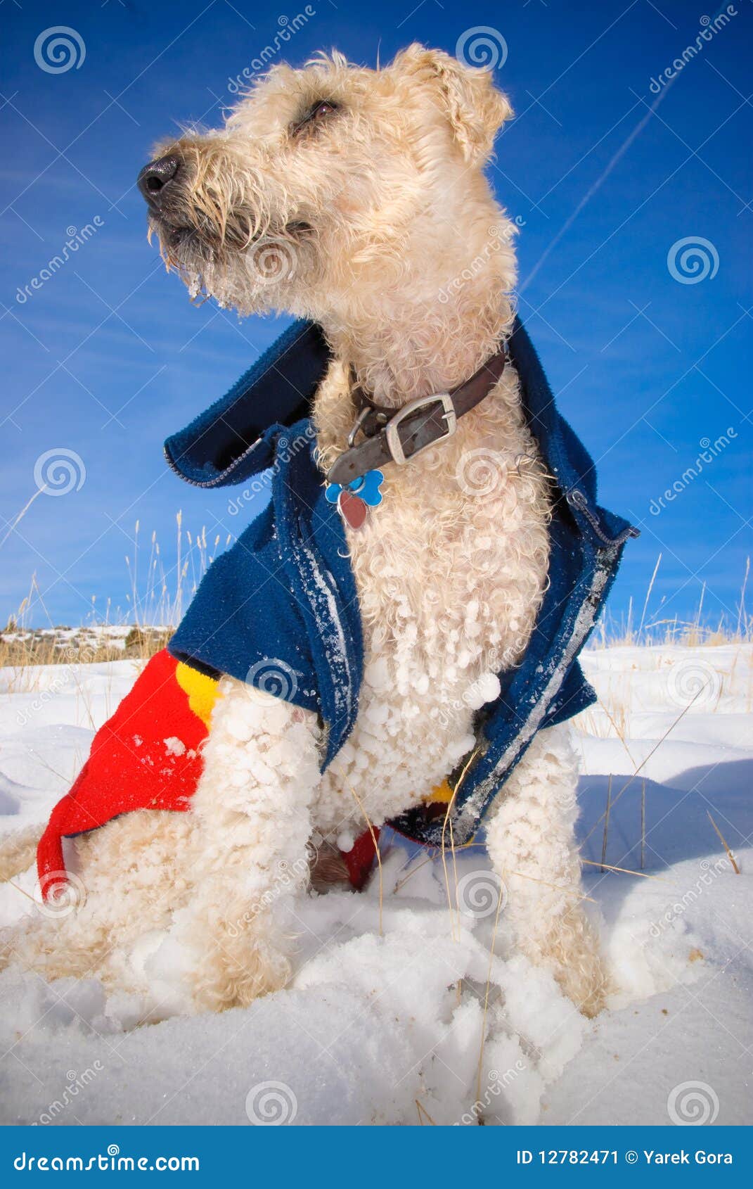 Snowy dog stock image. Image of collar, blue, play, weather - 12782471