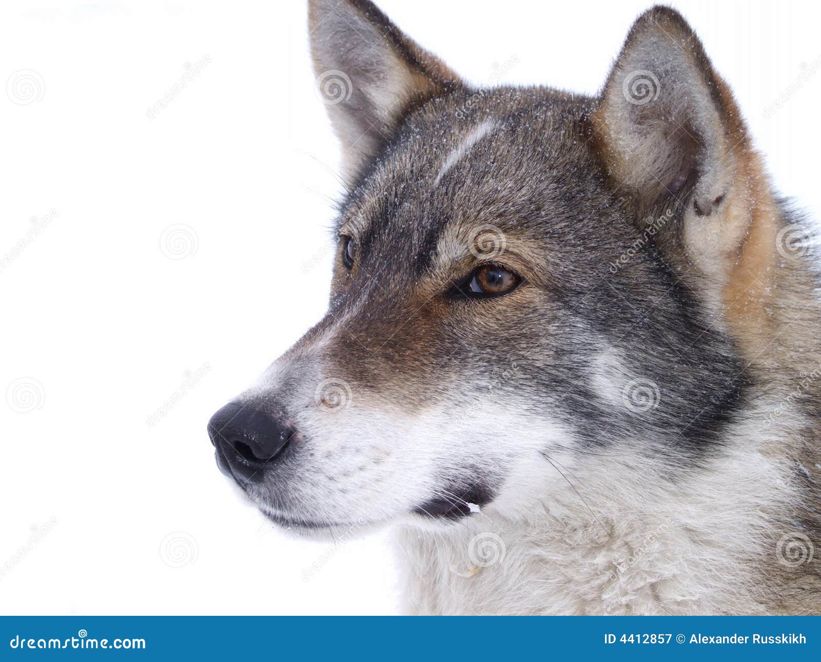 Snowy dog stock image. Image of north, wool, tundra, friend - 4412857