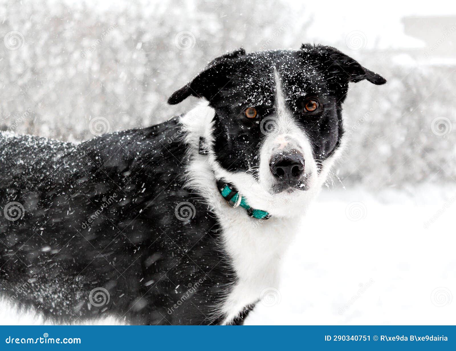 Snowy dog portrait stock image. Image of carnivore, retriever - 290340751