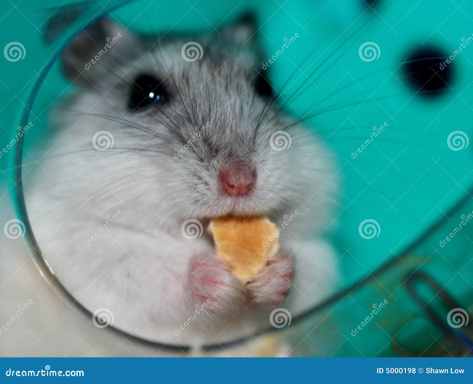 Frozen Hamster Photos - Free & Royalty-Free Stock Photos from Dreamstime