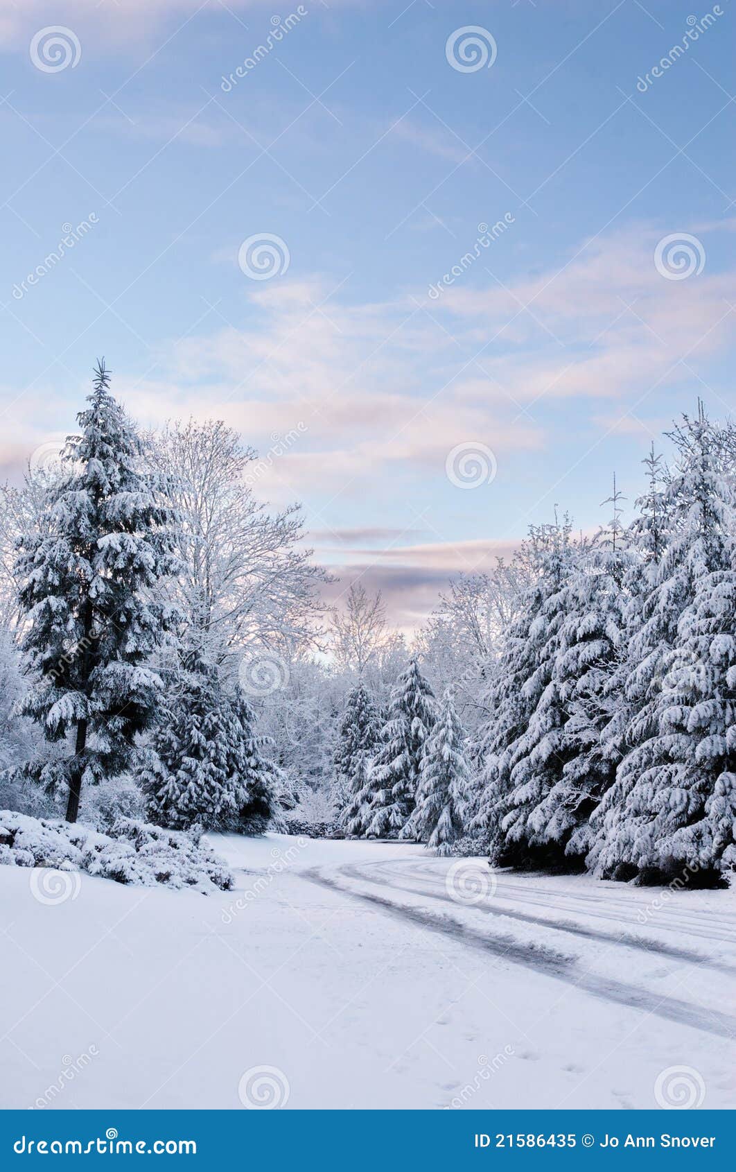 Snowy early morning stock image. Image of morning, evergreens - 21586435