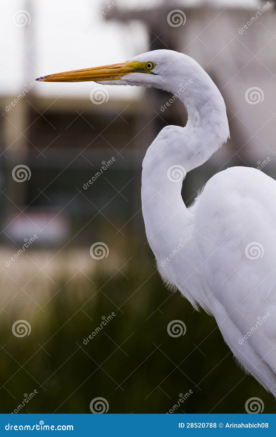 Snowy egret stock photo. Image of heron, little, barrier - 28520788