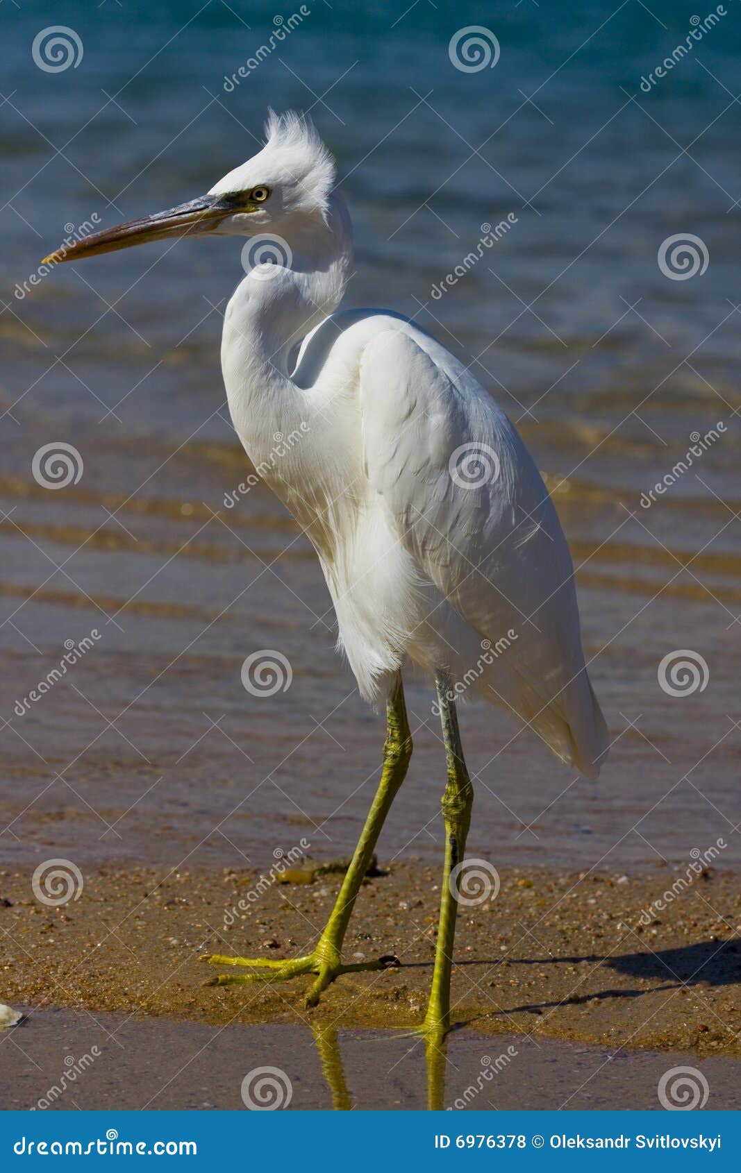 Snowy Egret stock photo. Image of stork, snowy, pond, fisher - 6976378
