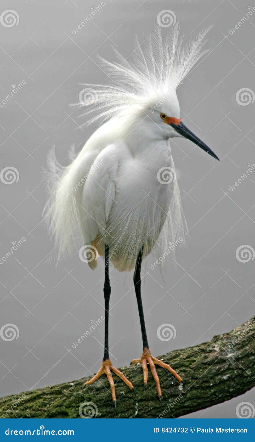 Snowy Egret stock photo. Image of nature, wading, natural - 8424732