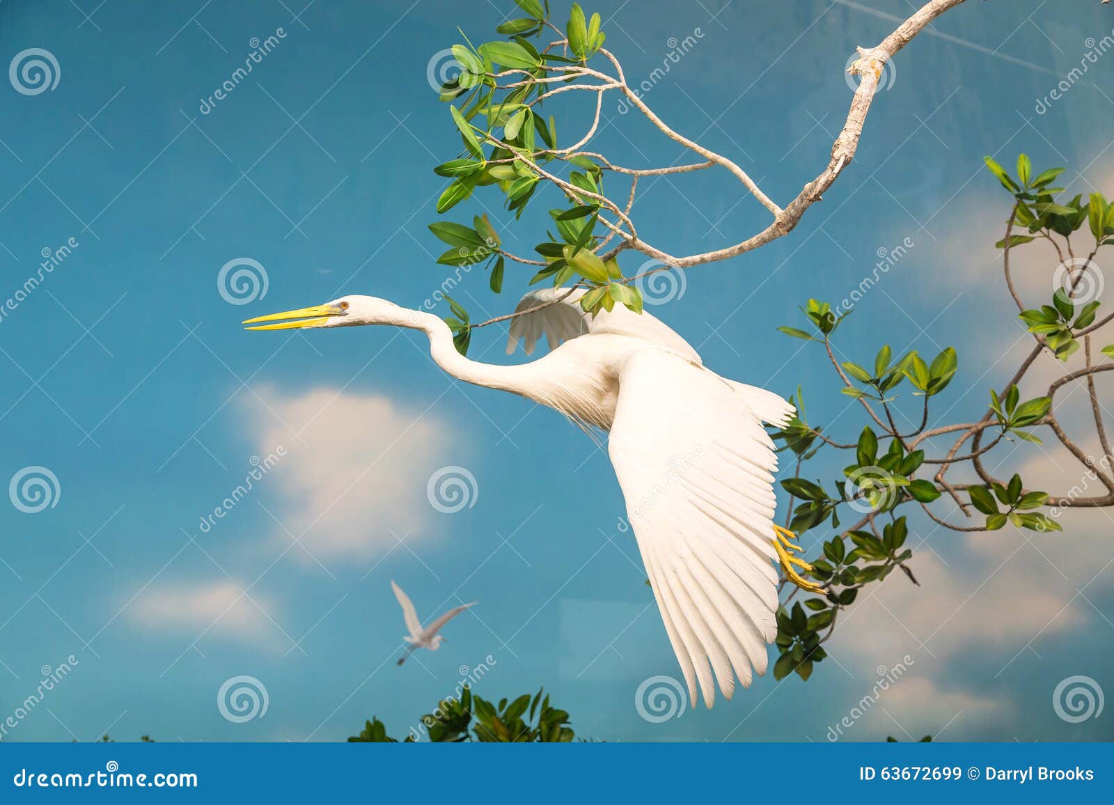 Snowy Egret Beginning Flight Stock Image - Image of great, snowy: 63672699