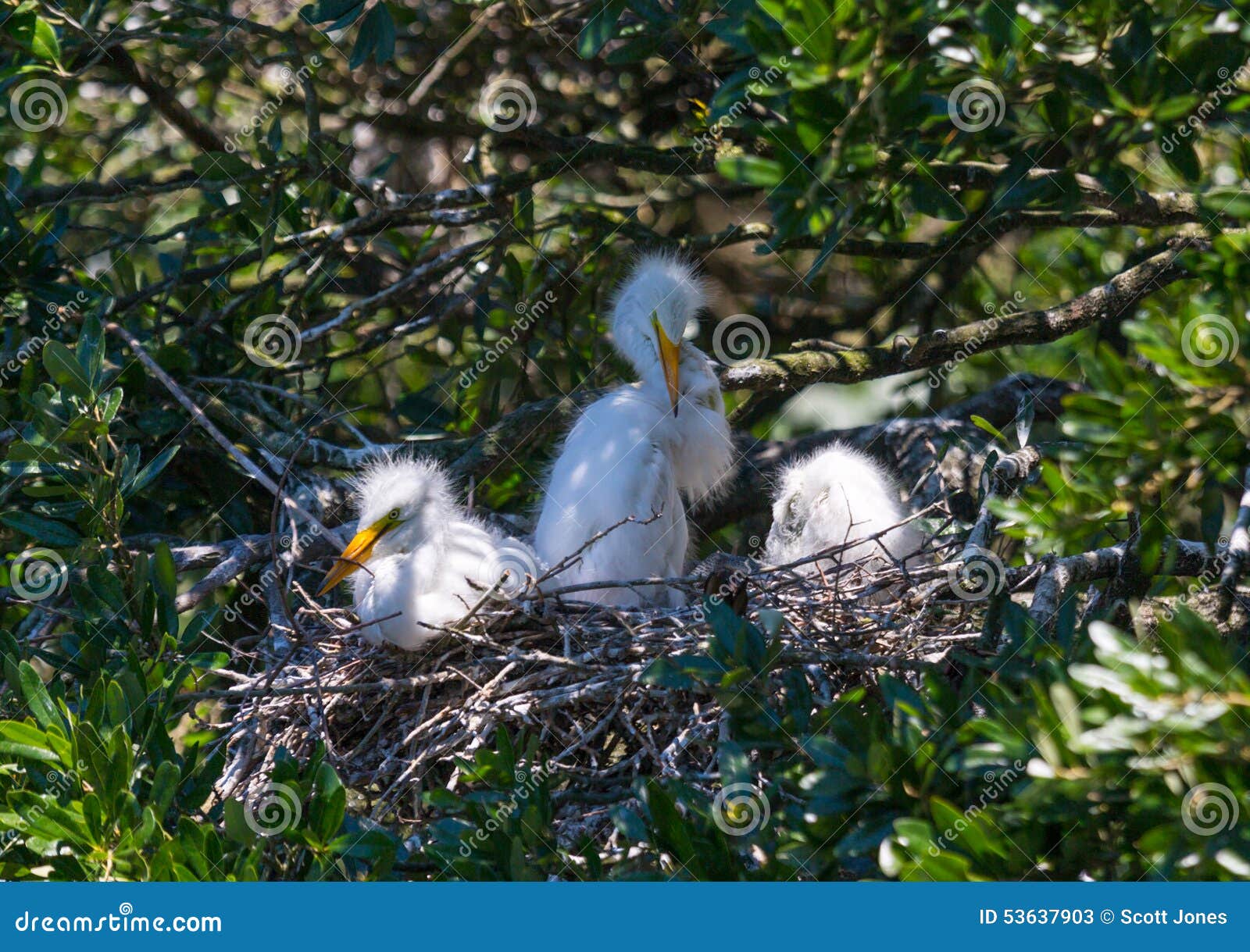 Snowy Egret Chicks stock image. Image of egrets, feeding - 53637903