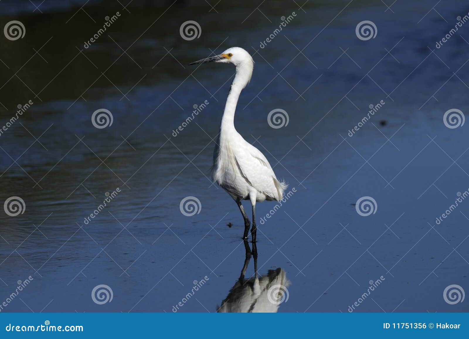 Snowy egret, egretta thula stock photo. Image of life - 11751356