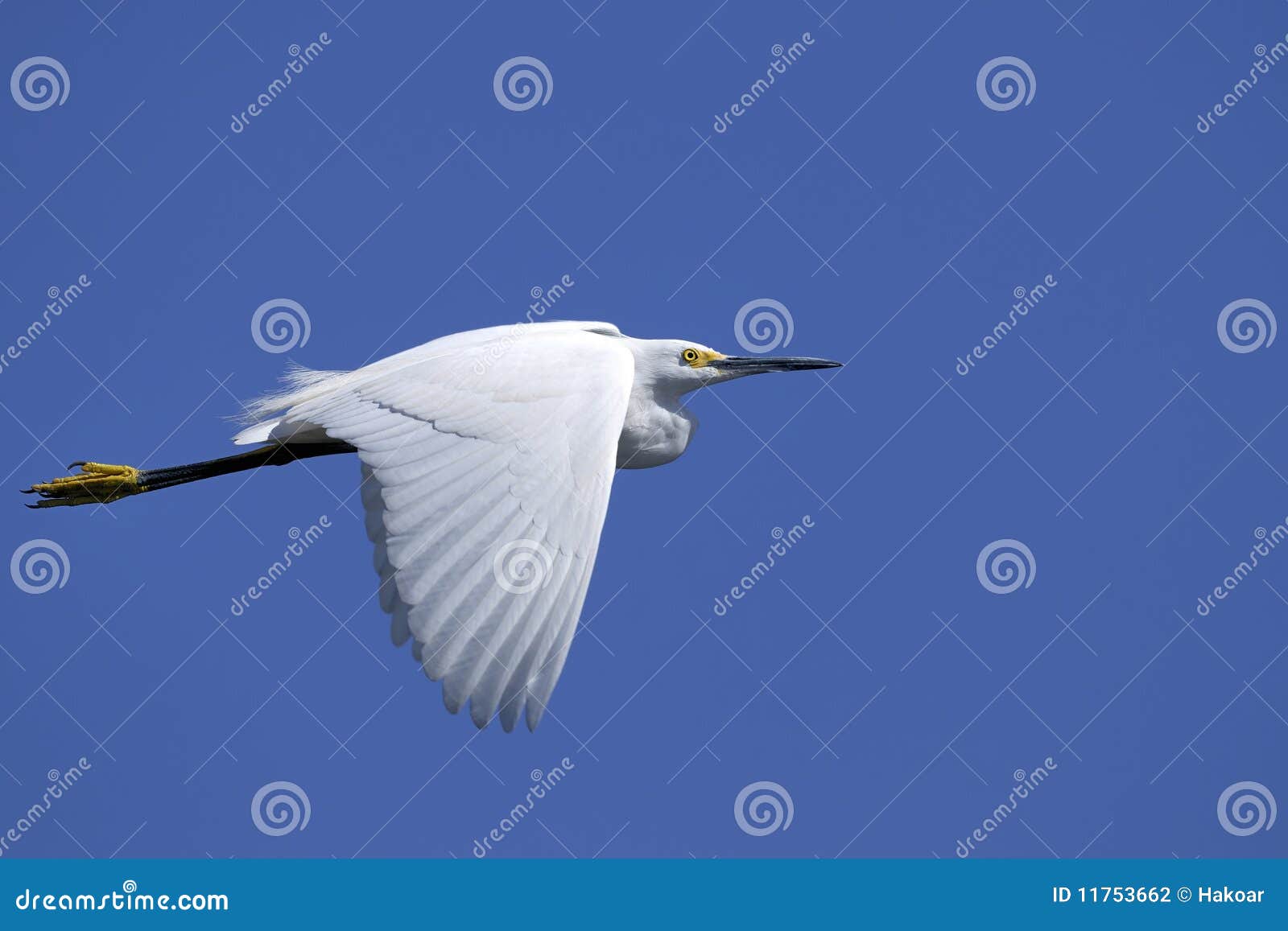 Snowy egret, egretta thula stock photo. Image of beautiful - 11753662