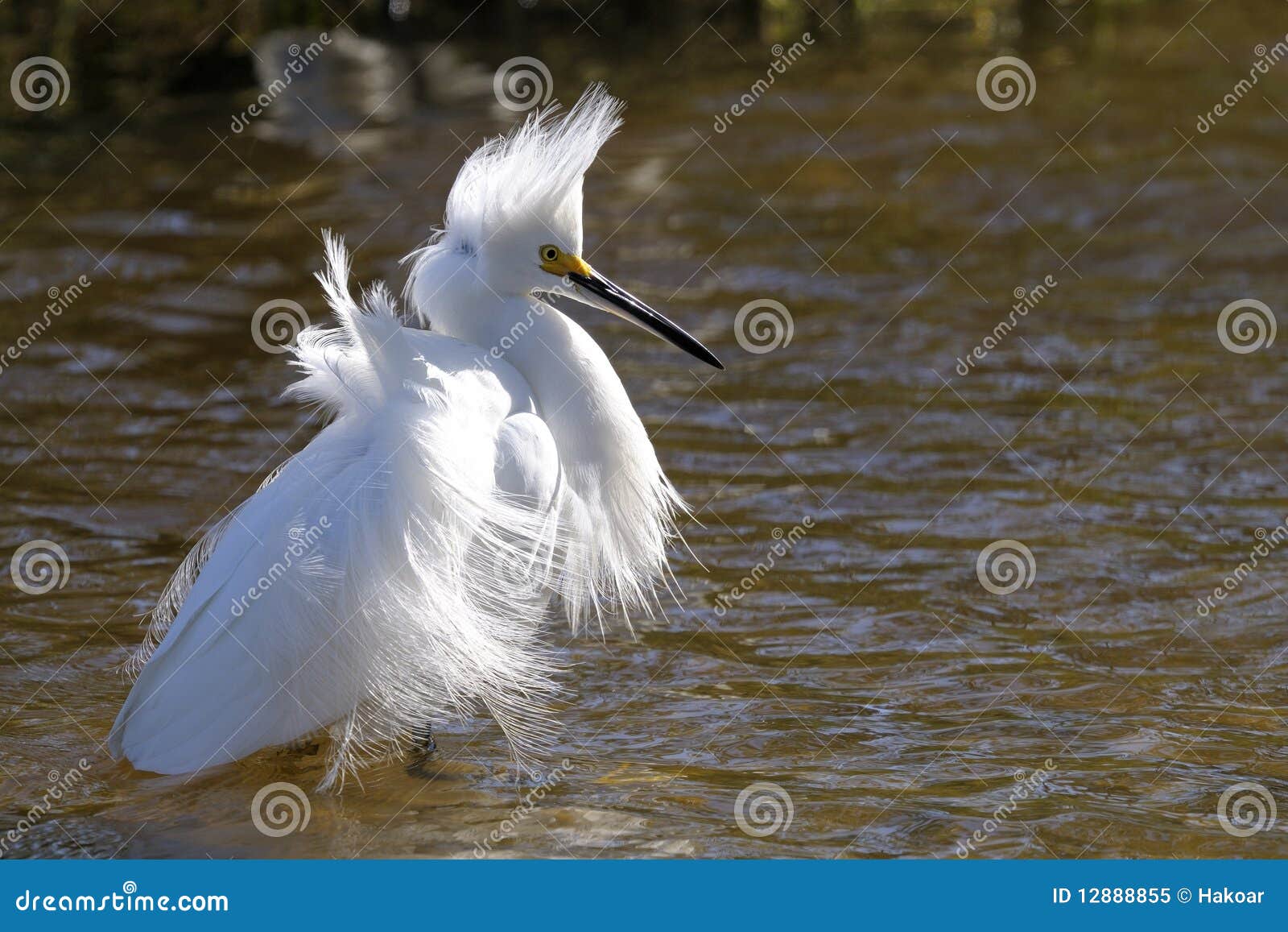 Snowy egret, egretta thula stock image. Image of fauna - 12888855