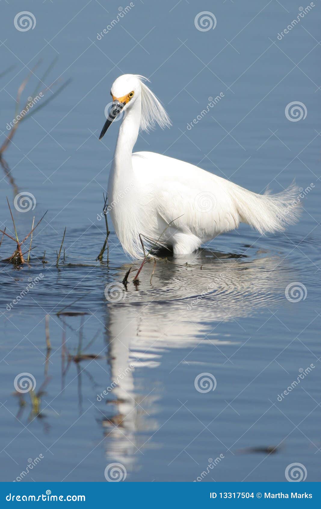 Snowy Egret, Egretta thula stock photo. Image of egretta - 13317504