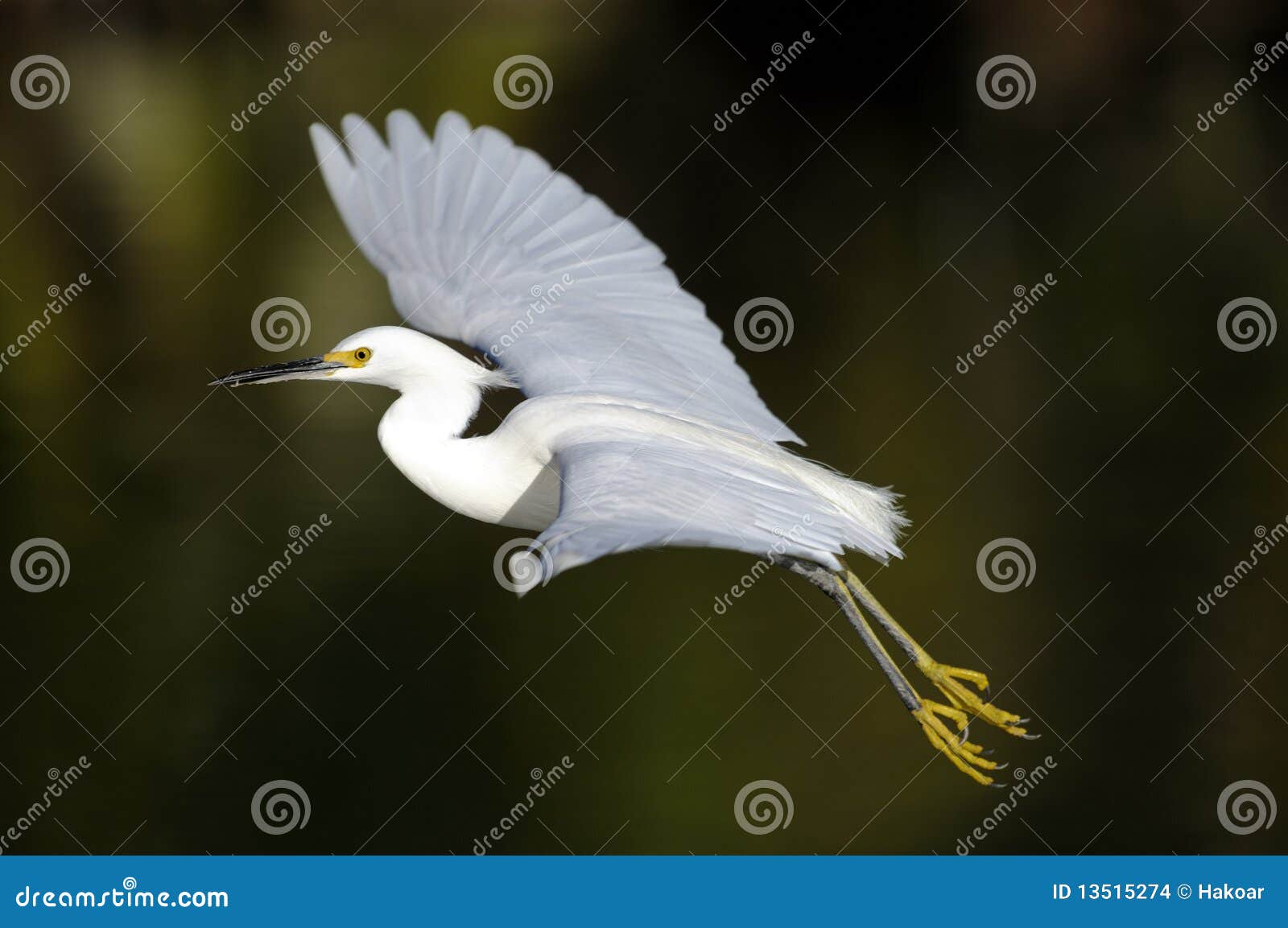Snowy egret, egretta thula stock photo. Image of posture - 13515274