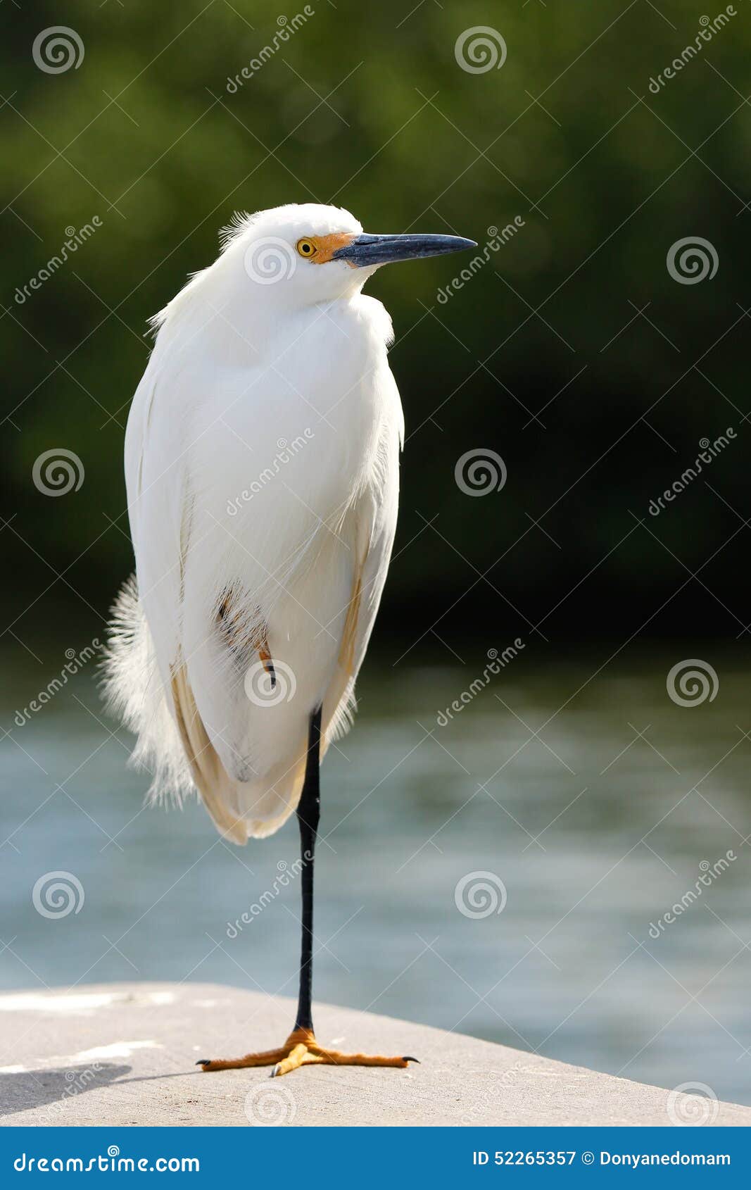 Snowy Egret stock image. Image of egret, feathers, blue - 52265357