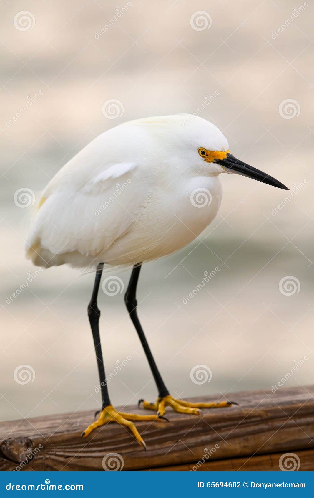 Snowy Egret (Egretta Thula) Stock Photo - Image of egretta, feet: 65694602