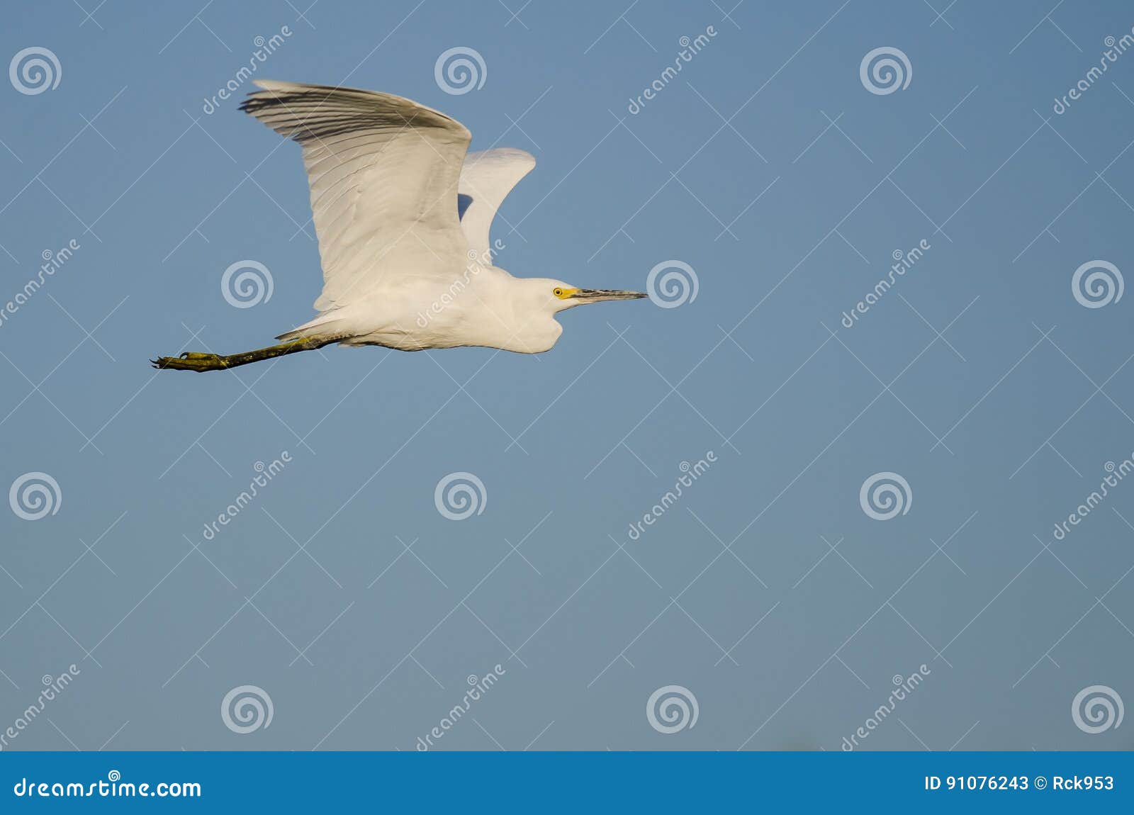 Snowy Egret Flying in Blue Sky Stock Image - Image of clear, circling ...