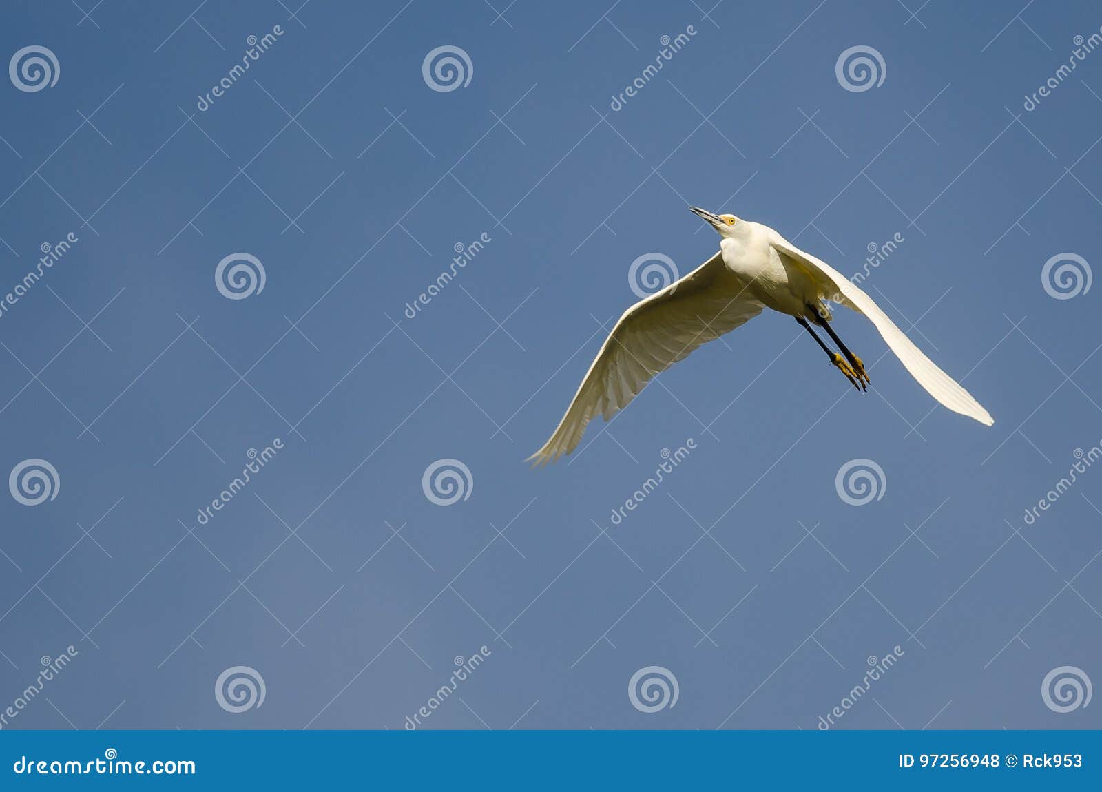 Snowy Egret Flying in Blue Sky Stock Photo - Image of waterfowl, flying ...
