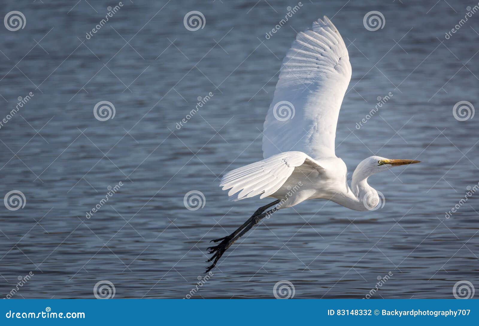 Snowy Egret Flying Over a Lake Stock Photo - Image of outdoor, canal ...