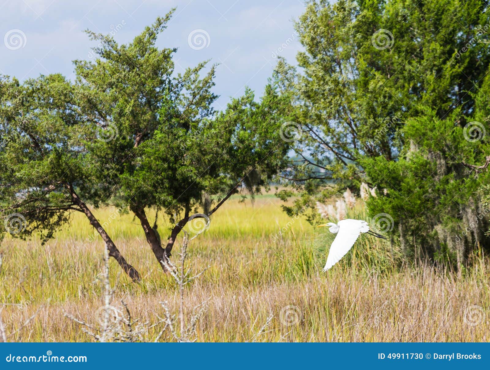 Snowy Egret Flying Over Marsh Stock Photo - Image of scenery, heron ...