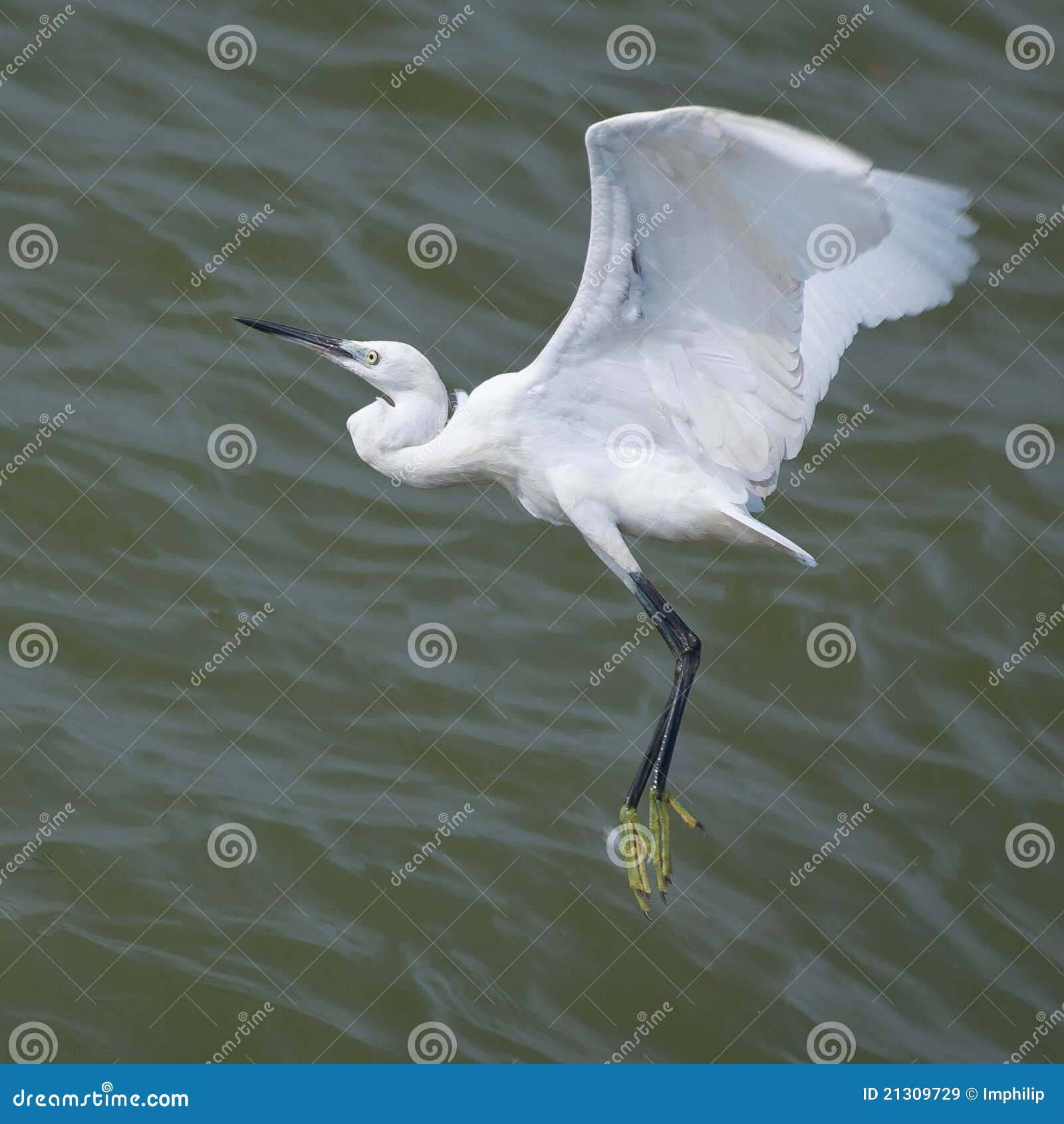 SNOWY EGRET FLYING OVER the SEA Stock Image - Image of nature, wader ...
