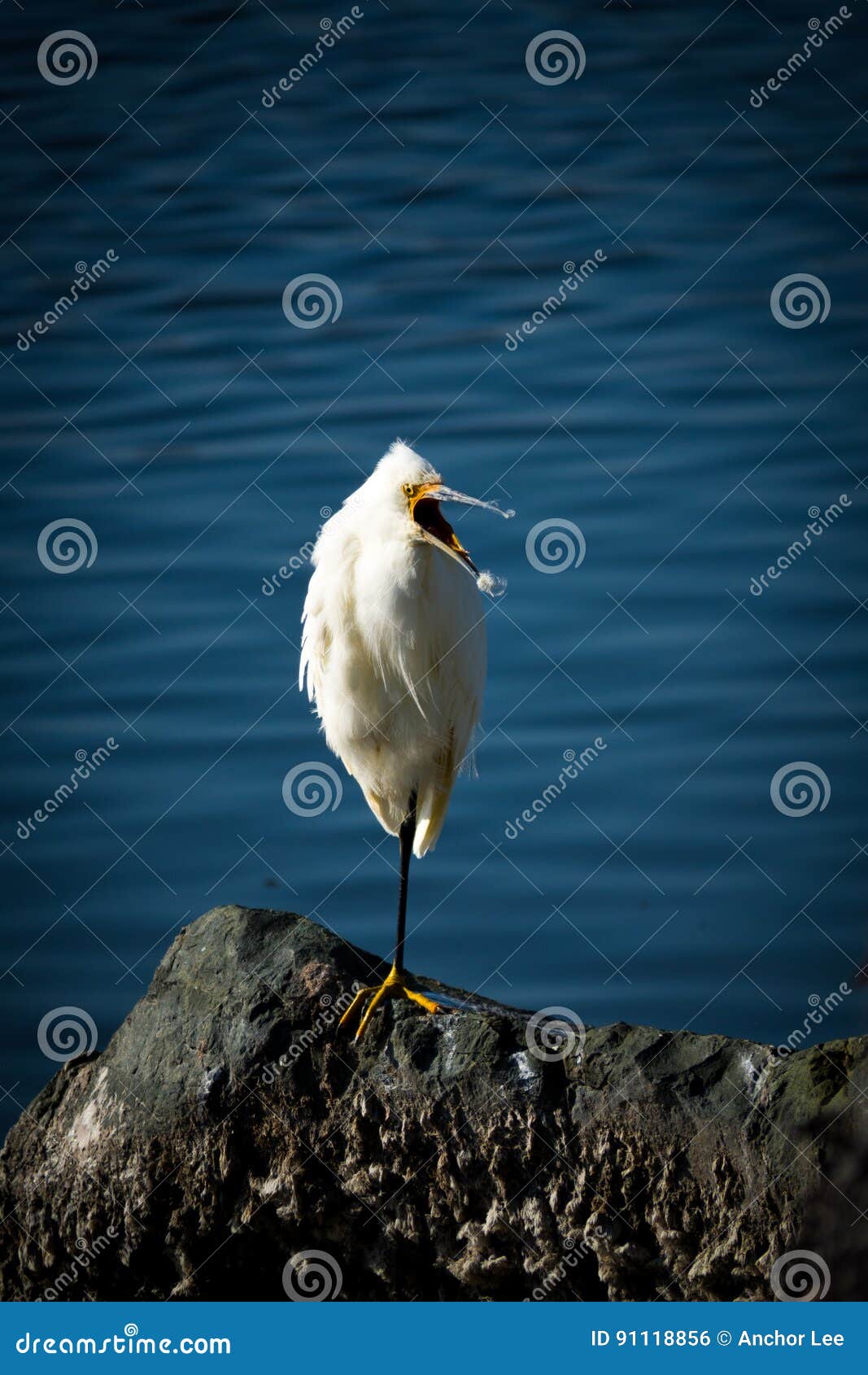 Shouting Snowy Owl Stock Image | CartoonDealer.com #24014257