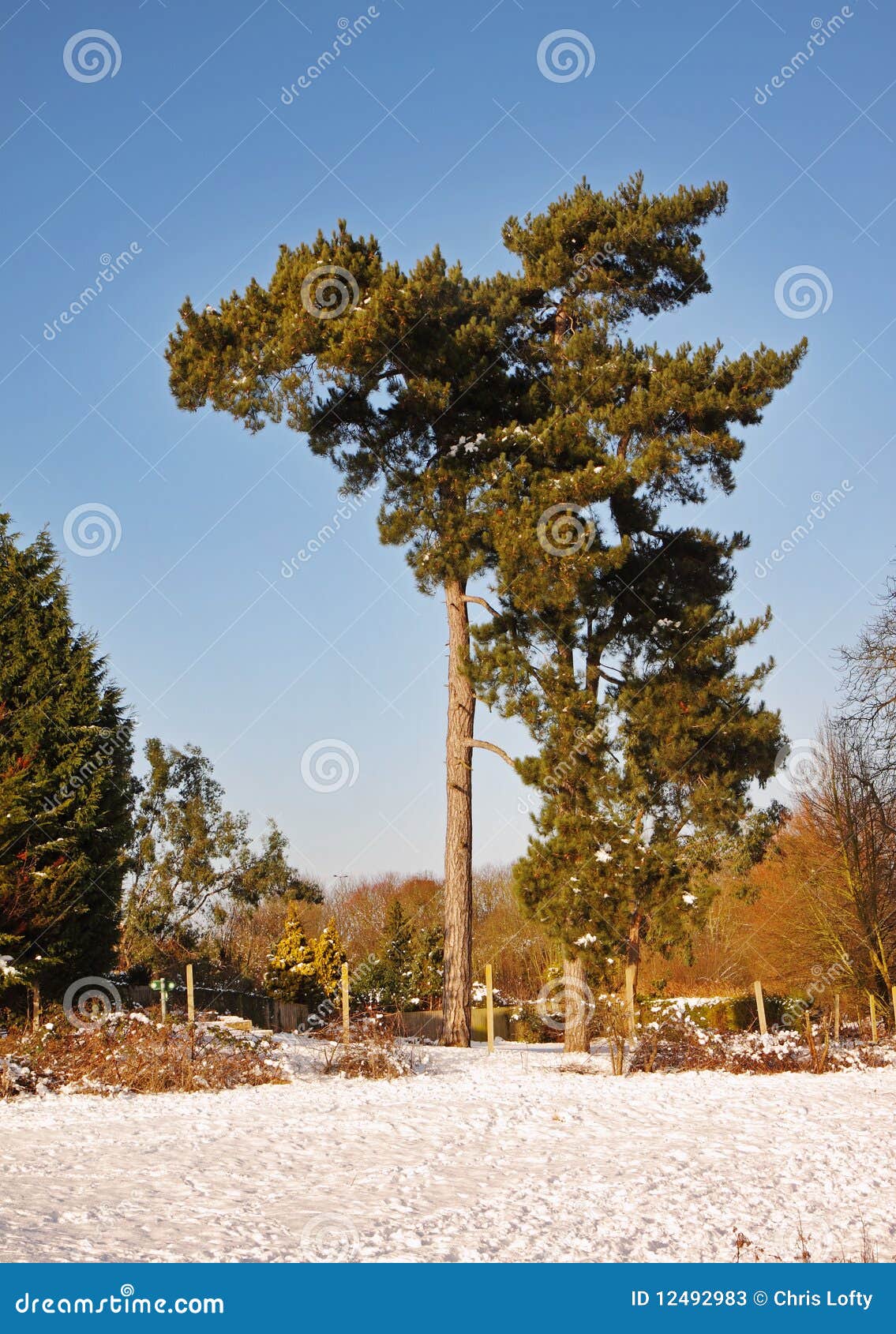 Snowy English landscape stock image. Image of freezing - 12492983