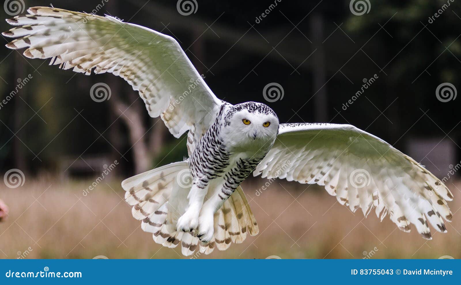 Snowy-Eule im Flug stockbild. Bild von aufsatz, mitte - 83755043