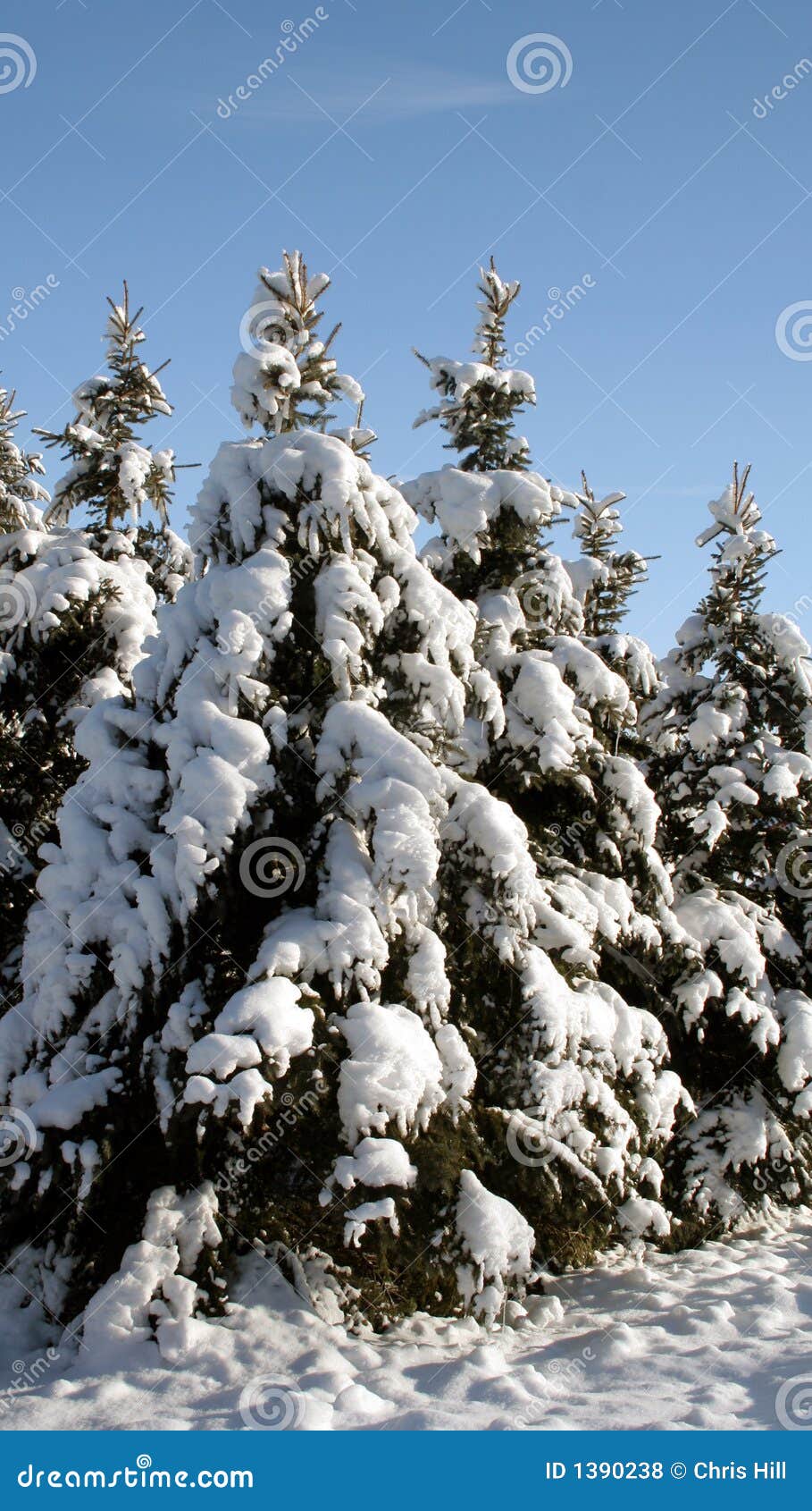 Snowy Evergreen Group stock photo. Image of backdrop, christmas - 1390238