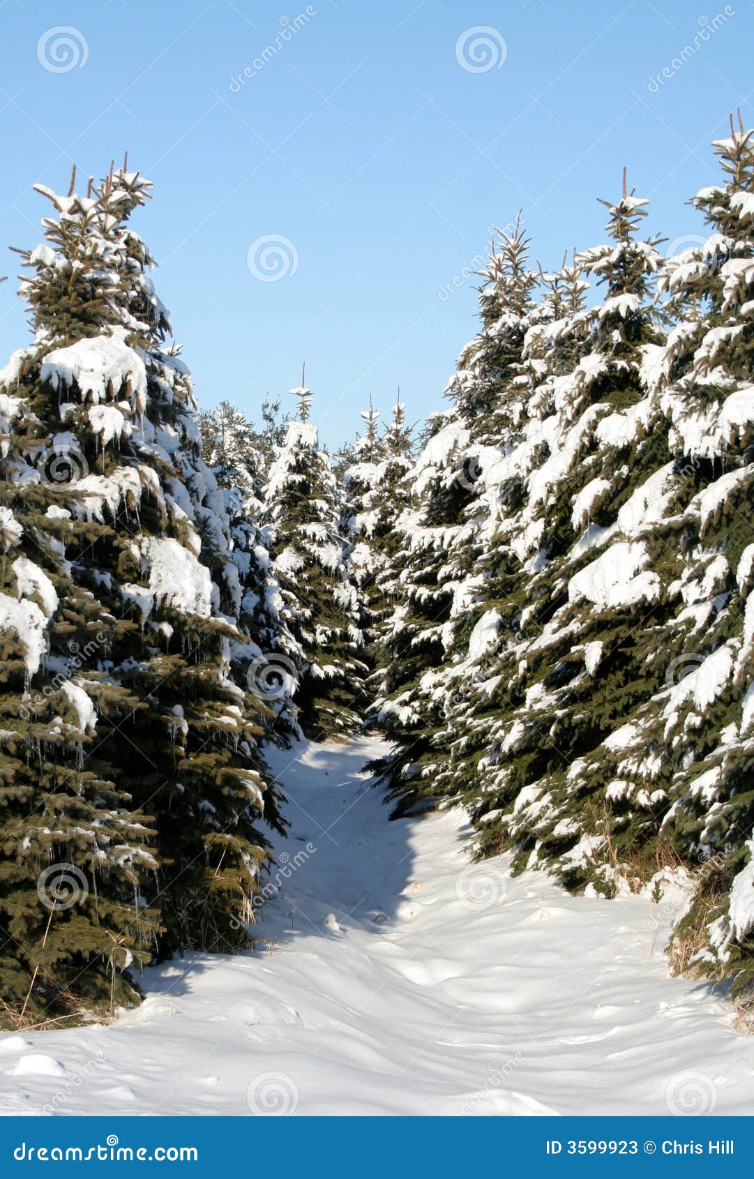 Evergreen Trees In Snow