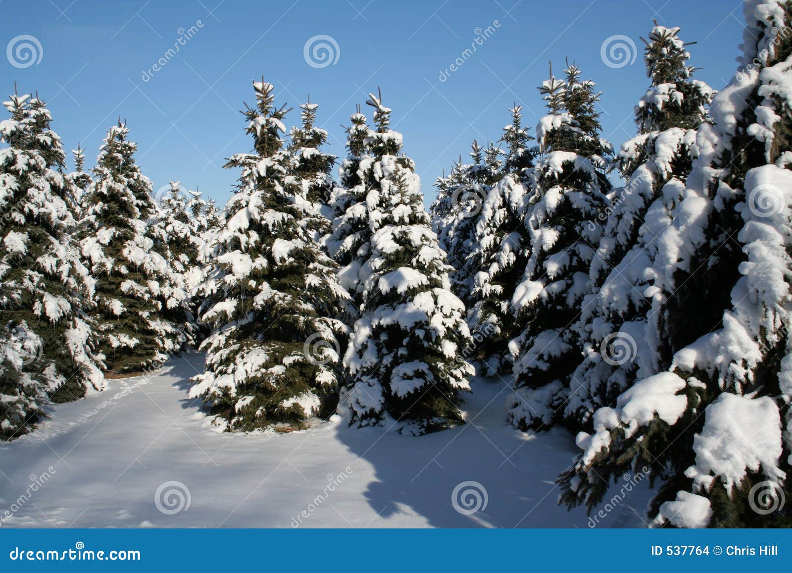 Snowy Evergreens stock photo. Image of flake, frozen, evergreen - 537764