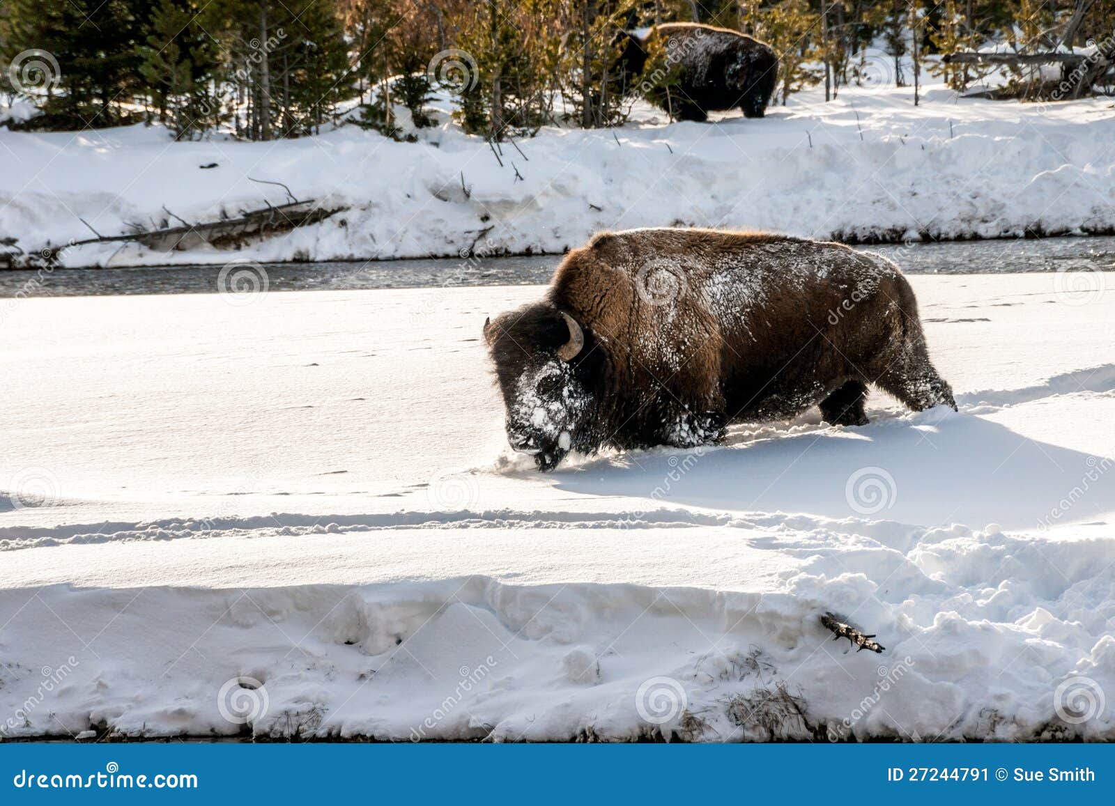 Snowy-faced Bison stock image. Image of face, yellowstone - 27244791